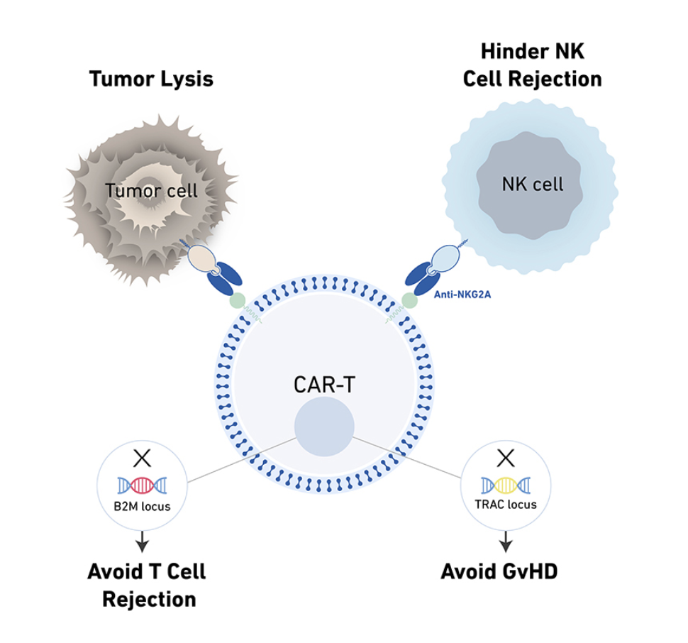 通用型CAR-T首次进入关键II期，北恒、传奇等本土企业紧随其后 - 知乎