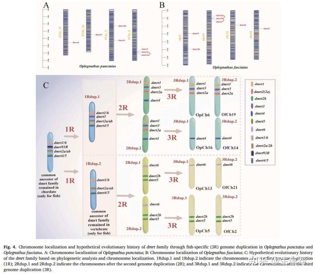 【2024基因家族】斑石鲷DMRT基因家族鉴定 - 知乎