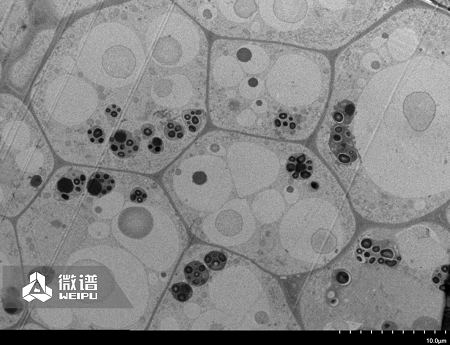 透射电子显微镜TEM-EDS - 知乎