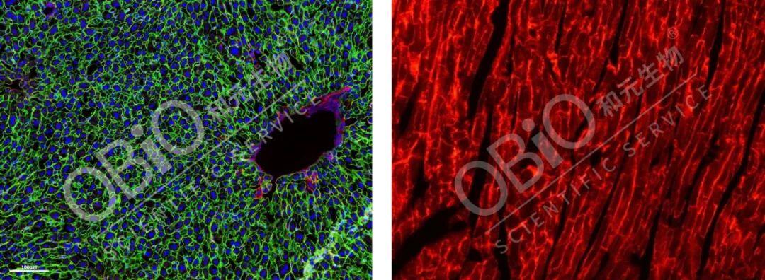 又见Cre！Cre/Loxp系统应用全攻略 | 知识点分享 - 知乎