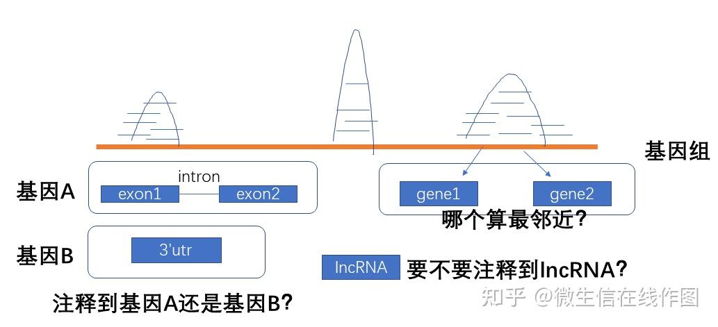 使用ChIPSeeker进行ChIP-seq， ATAC-seq，cut&tag等富集峰的基因组注释 - 知乎