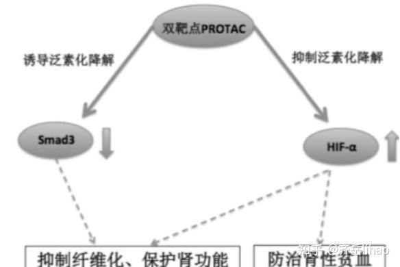PROTAC分子降解靶蛋白-Mal-PEG4-Val-Cit-PAB/F-PEG2-SO-COOH - 知乎