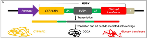 RUBY报告系统 | 一种新的可直接通过肉眼观察植物组织累积红色甜菜碱的报告系统 - 知乎