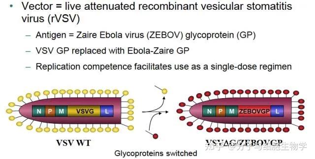 水疱性口炎病毒（VSV）包装原理及应用 - 知乎