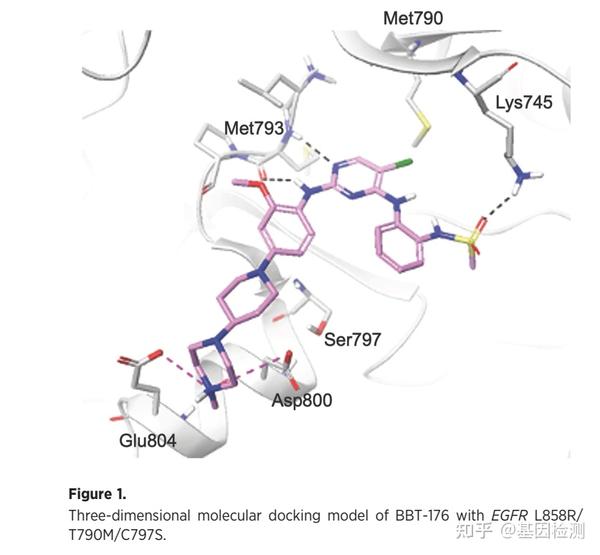 BBT-176，一种新的第四代酪氨酸激酶抑制剂，用于治疗非小细胞肺癌中奥希替尼耐药的EGFR突变 - 知乎