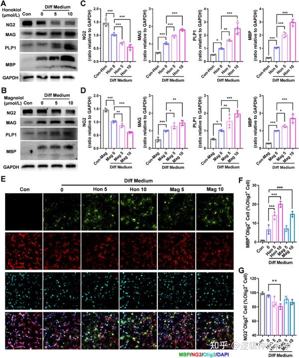 Neurosci Bull︱南京大学徐运课题组揭示小分子药物和厚朴酚改善缺血性脑白质损伤和相关认知障碍的机制 - 知乎