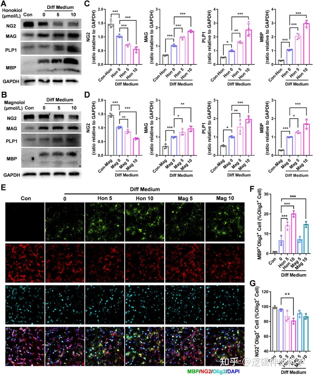 Neurosci Bull︱南京大学徐运课题组揭示小分子药物和厚朴酚改善缺血性脑白质损伤和相关认知障碍的机制 - 知乎
