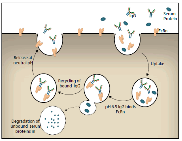 Fc-Fusion Protein简介 - 知乎