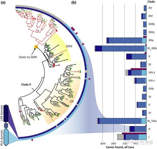 基因家族｜LRR-RLK基因家族的进化分析 - 知乎