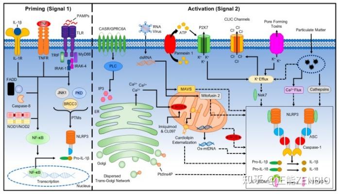 NLRP3蛋白：免疫调节中的关键角色 - 知乎