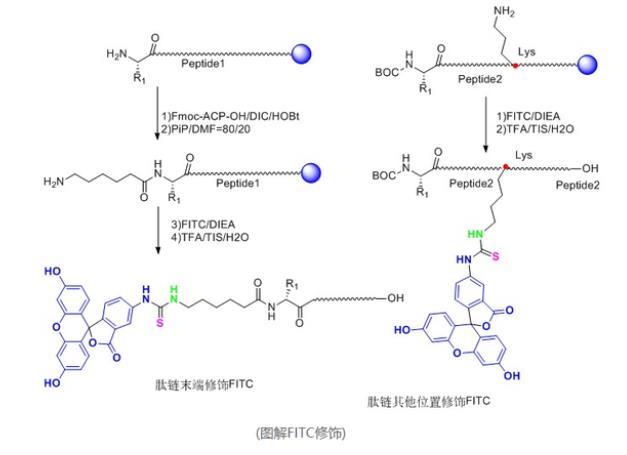 荧光标记多FITC/AMC/FAM/Rhodamine/TAMRA/Cy3/Cy5/Cy7-Peptide - 知乎