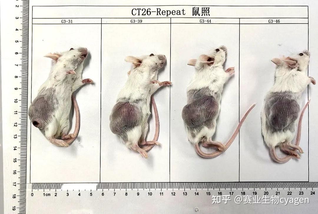 同源肿瘤移植小鼠模型（Syngenic） - 知乎