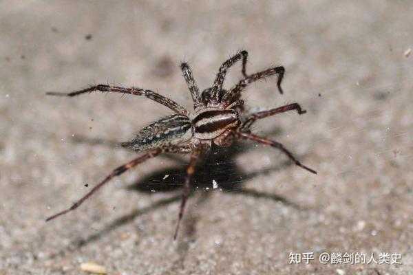 【动物界全系列】新蛛亚目—草蛛科 - 知乎