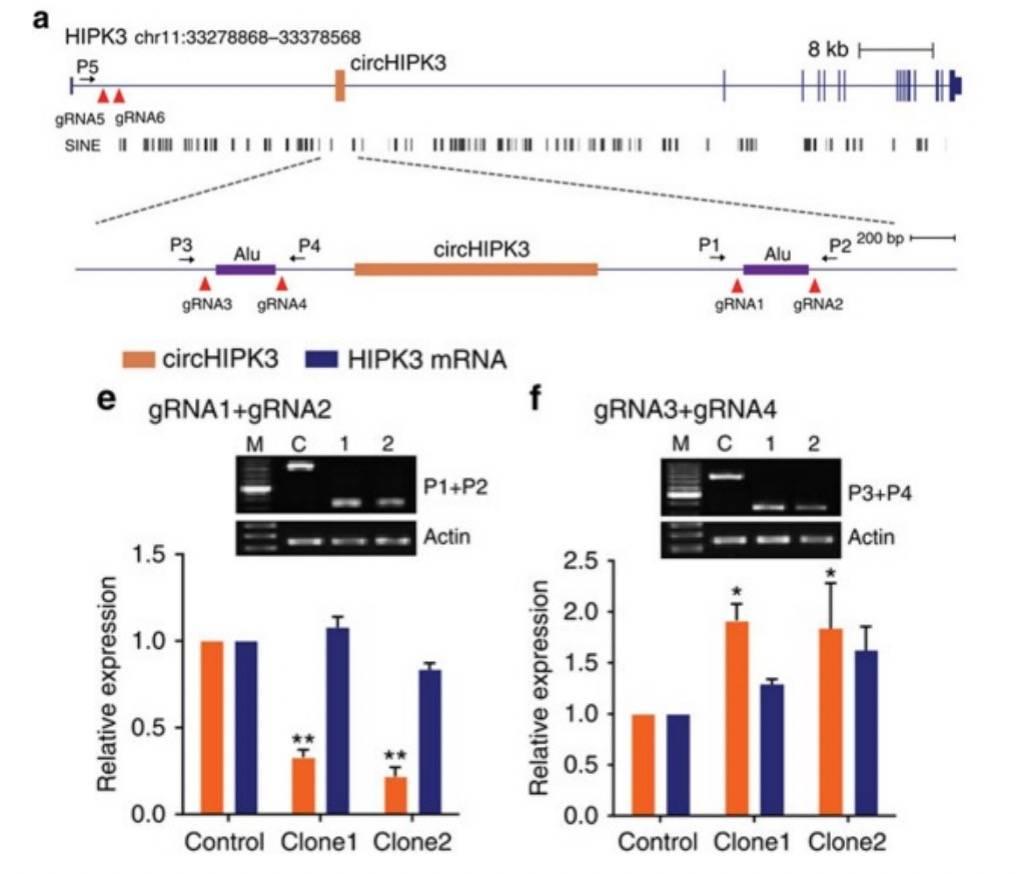 学会这些，轻松搞定circRNA研究！ - 知乎