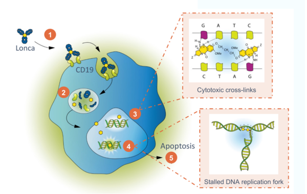 瓴路药业靶向CD19 ADC纳入CDE优先审评 - 知乎