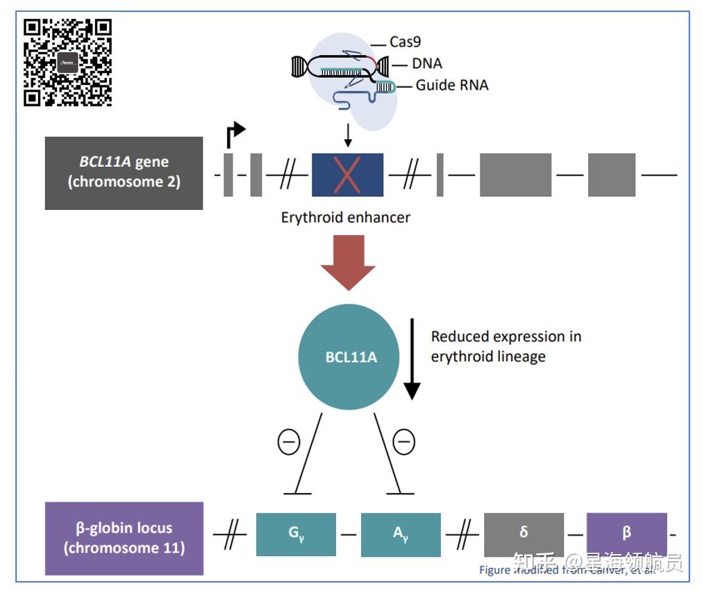 Vertex全球首款治疗SCD（镰刀细胞贫血）的CRISPR基因编辑药物即将获批，而这只是第一步 - 知乎