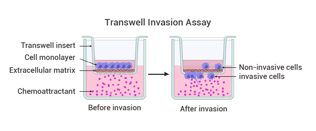 细胞侵袭，血管生成，"胶" 你做实验！ | MedChemExpress (MCE) - 知乎