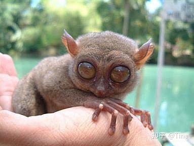 介绍菲律宾的国宝级动物 - 知乎