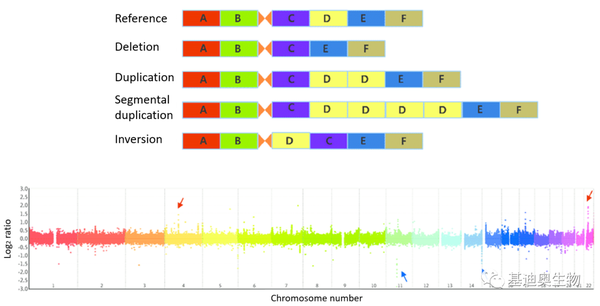 【变异检测】CNV分析和应用 - 望着小月亮 - 博客园