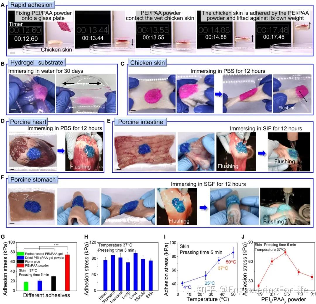 Science Advances: 超快自凝胶粉促进胃肠道穿孔愈合 - 知乎