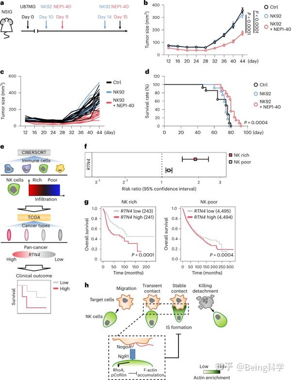 发现 | 新型NK细胞抑制受体NgR1，可破坏免疫突触稳定性！ - 知乎