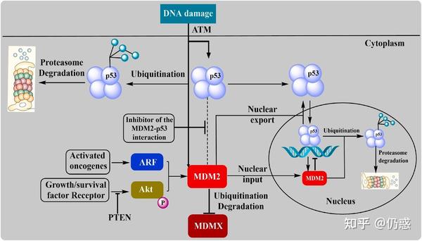 MDM2小分子抑制剂的临床研究进展 - 知乎