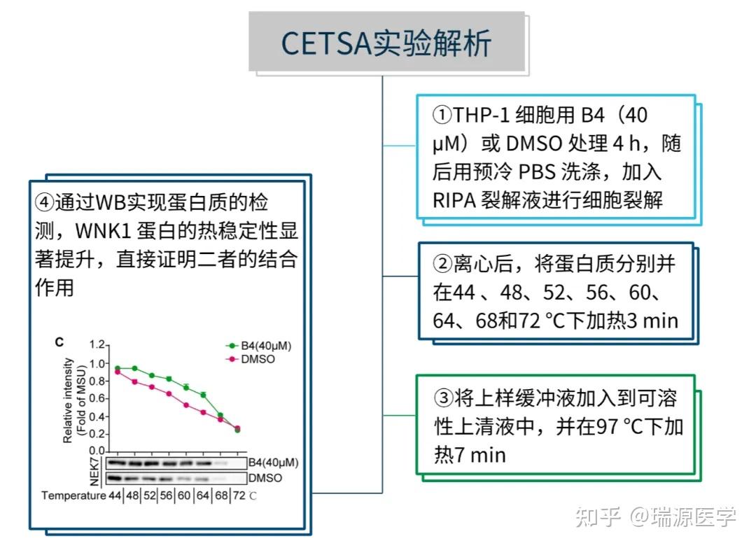 超全解析！细胞热迁移(CETSA)，原理、流程、结果解读、文献案例、常见问题分享~ - 知乎
