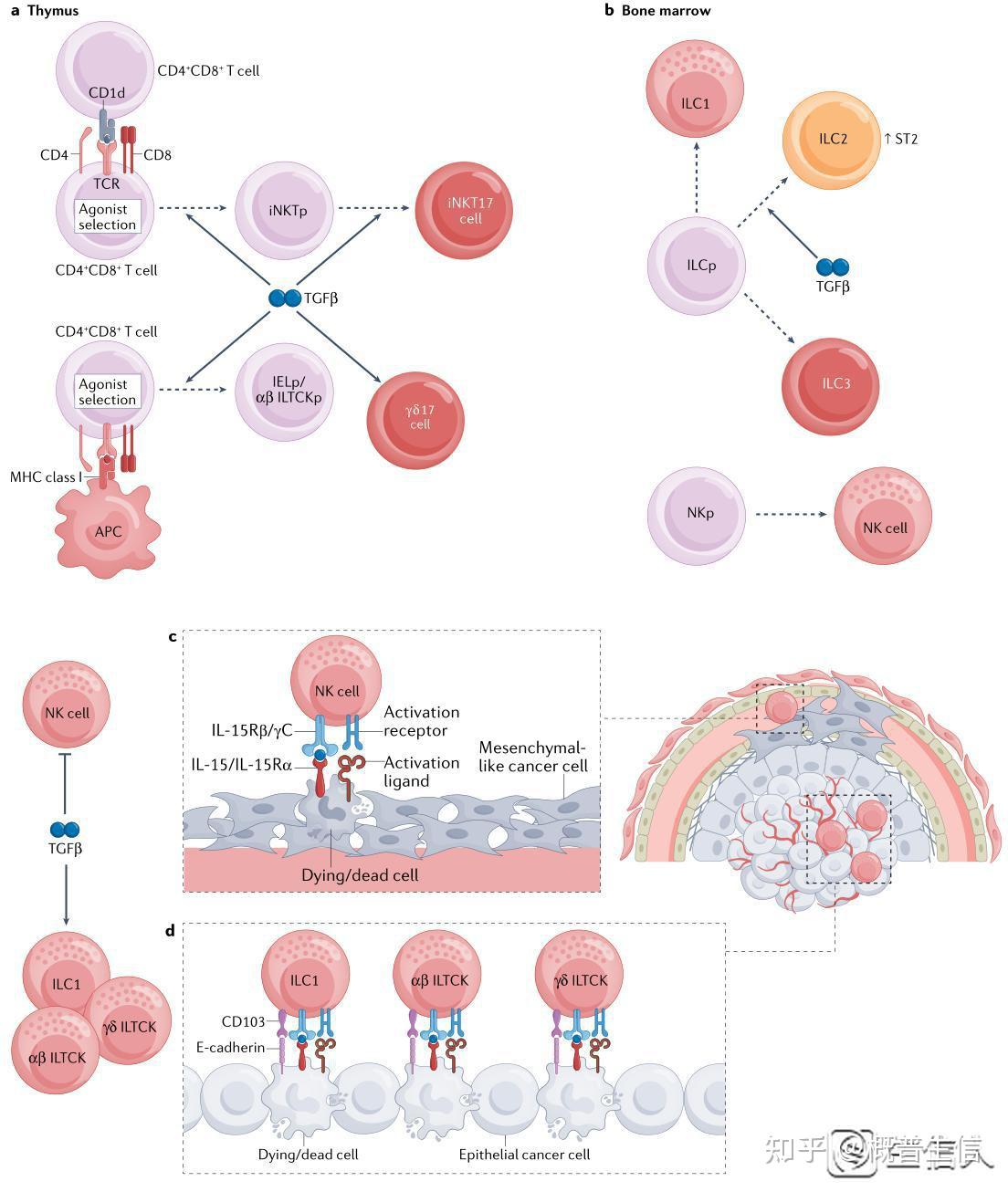 SCI热点分子|TGF-β对癌症免疫应答的调控 - 知乎