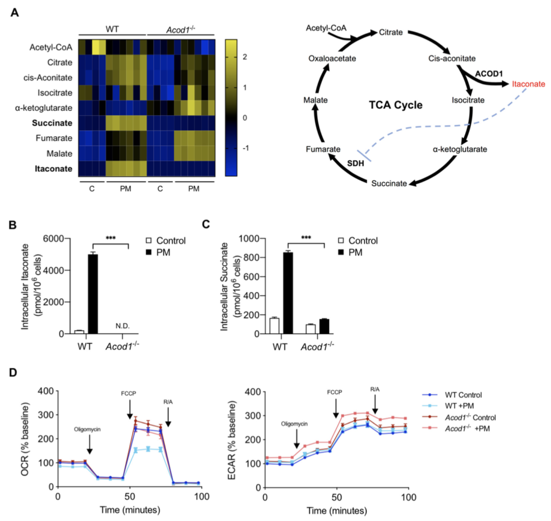 eLife丨内源性衣康酸不发挥抗炎抗氧化应急作用，外源性衣康酸发挥的抗炎作用不依赖Nrf2 - 知乎