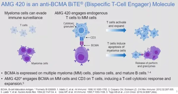 艾伯维决定收购TeneoOne获得BCMA/CD3双抗TNB-383B - 知乎