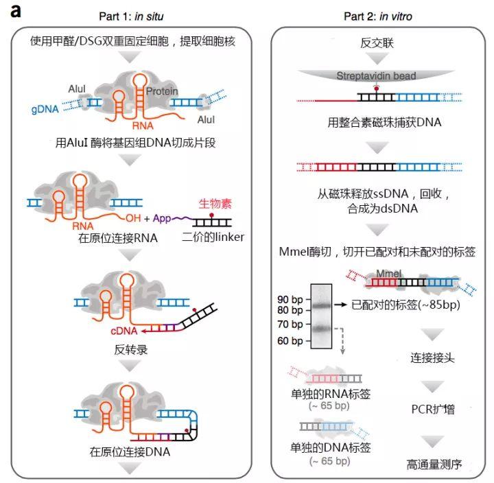 振奋人心的3D基因组技术：GRID-seq探索RNA-DNA相互作用 - 知乎