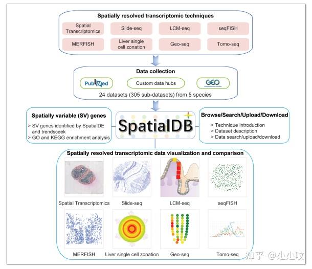 单细胞数据库推荐 | SpatialDB：让空间转录组数据可视化 - 知乎