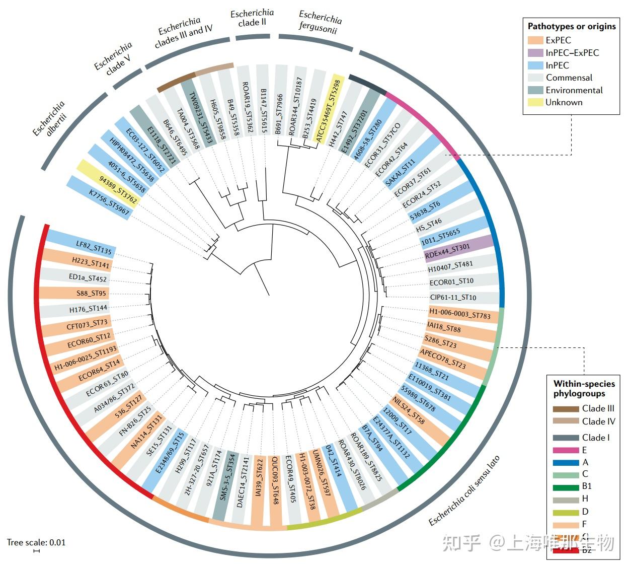大肠埃希菌的分型和克隆传播 - 知乎