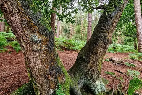 免费icon矢量图标的图库网站 - 知乎