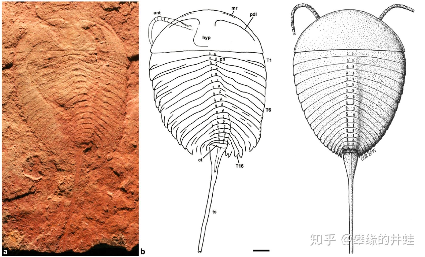 【地球演义】寒武纪的余烬：节肢动物篇 - 知乎