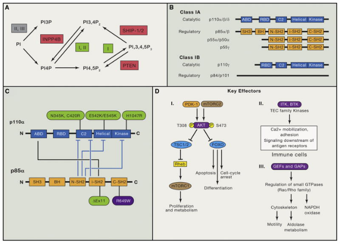 热门靶点推荐—PI3K - 知乎