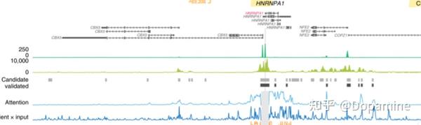 使用Enformer进行DNA表达调控预测 - 知乎