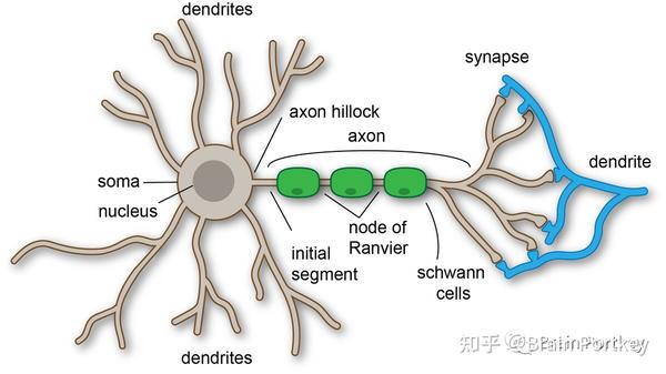 【神秘脑域 01】卡哈尔和高尔基，谁才是神经元之父？ - 知乎