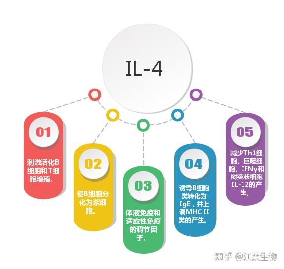 免疫调节达人之细胞因子— IL-4 - 知乎