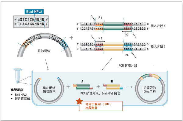NEB @ 你，合成生物学技术盘点（一）- 常用技术荟萃 - 知乎