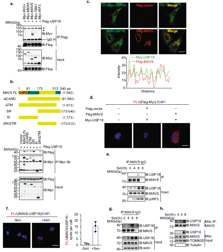 USP18通过促进MAVS的K63连接的多聚泛素化正向调节先天抗病毒免疫 - 知乎