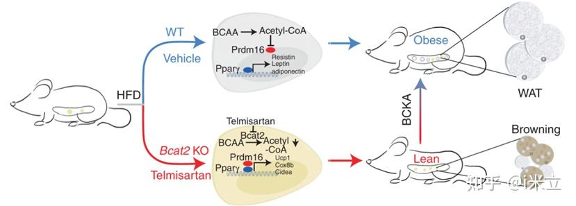 IF:19.865｜抵抗肥胖的新思路：BCAA-BCKA轴通过PRDM16的乙酰化调节WAT的褐变 - 知乎