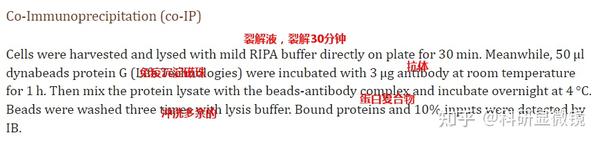 免疫共沉淀Co-IP图片结果看不懂？基础医学SCI结果解读篇来袭，通俗易懂 - 知乎
