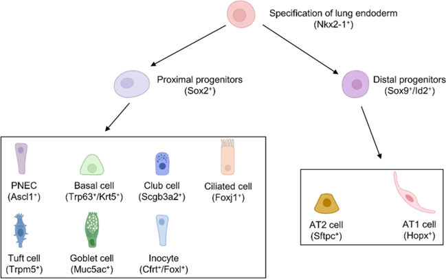 241021 文献泛读 AT2 / AT1 - 知乎