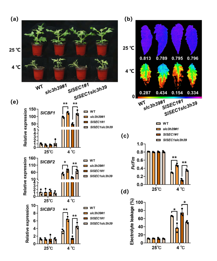 RIP-seq项目文章｜New Phytol发表番茄耐寒的转录后调控机制 - 知乎