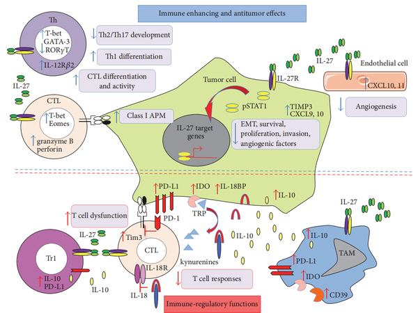 抗肿瘤、助燃脂，IL-27还有多少潜力待挖掘？ - 知乎