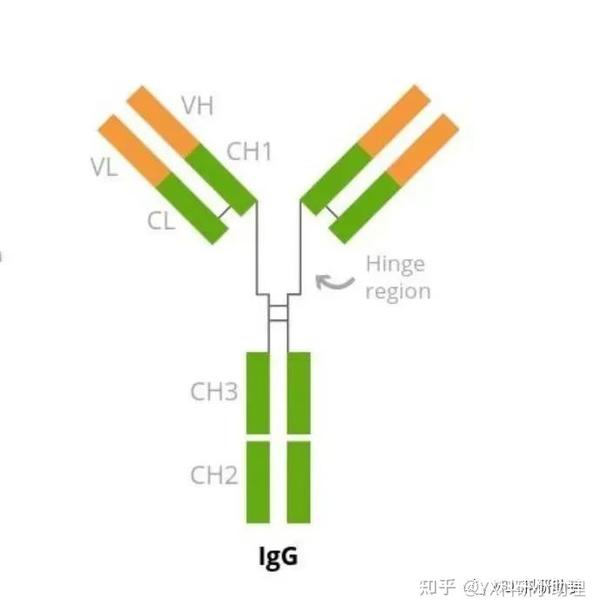 科普知识 | 一文了解IgM、IgG、IgA、IgE四种抗体 - 知乎