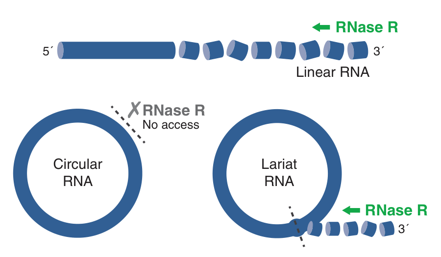 Go full circle：NEB 推出重磅新品 RNase R，助力 circRNA 研究 - 知乎