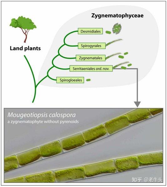 古生物新闻（2022年8月29日-9月11日） - 知乎