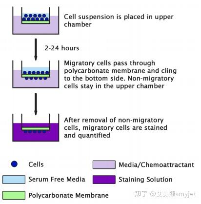 Cell Biolabs丨艾美捷——细胞迁移试验研究 - 知乎